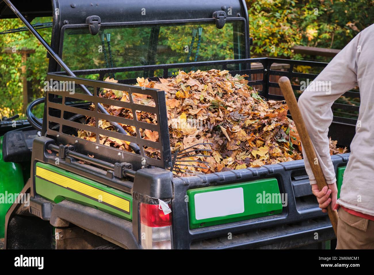 Cleaning up gather fallen leaves car trunk rake and leaves stack in ...