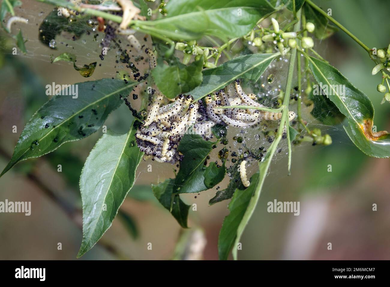 Caterpillars of a spider moth Stock Photo - Alamy