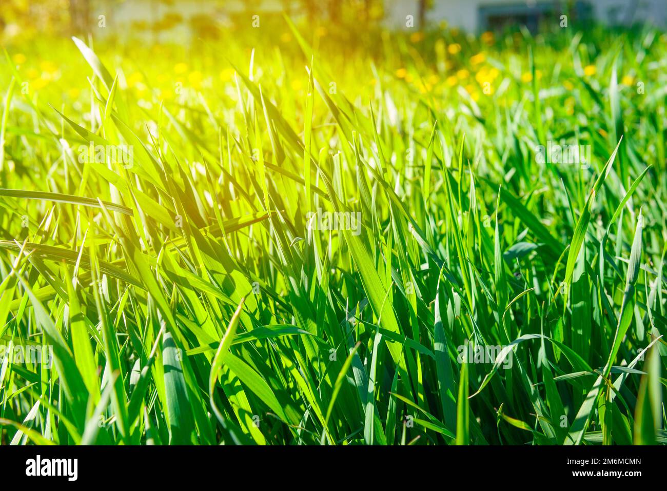 Grass and sunlight Stock Photo - Alamy