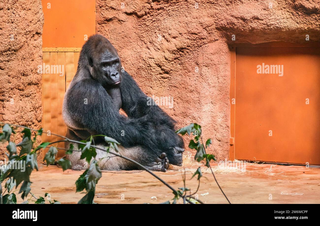 grey back Adult Strong Gorilla sad sits with back against visitors zoo ...