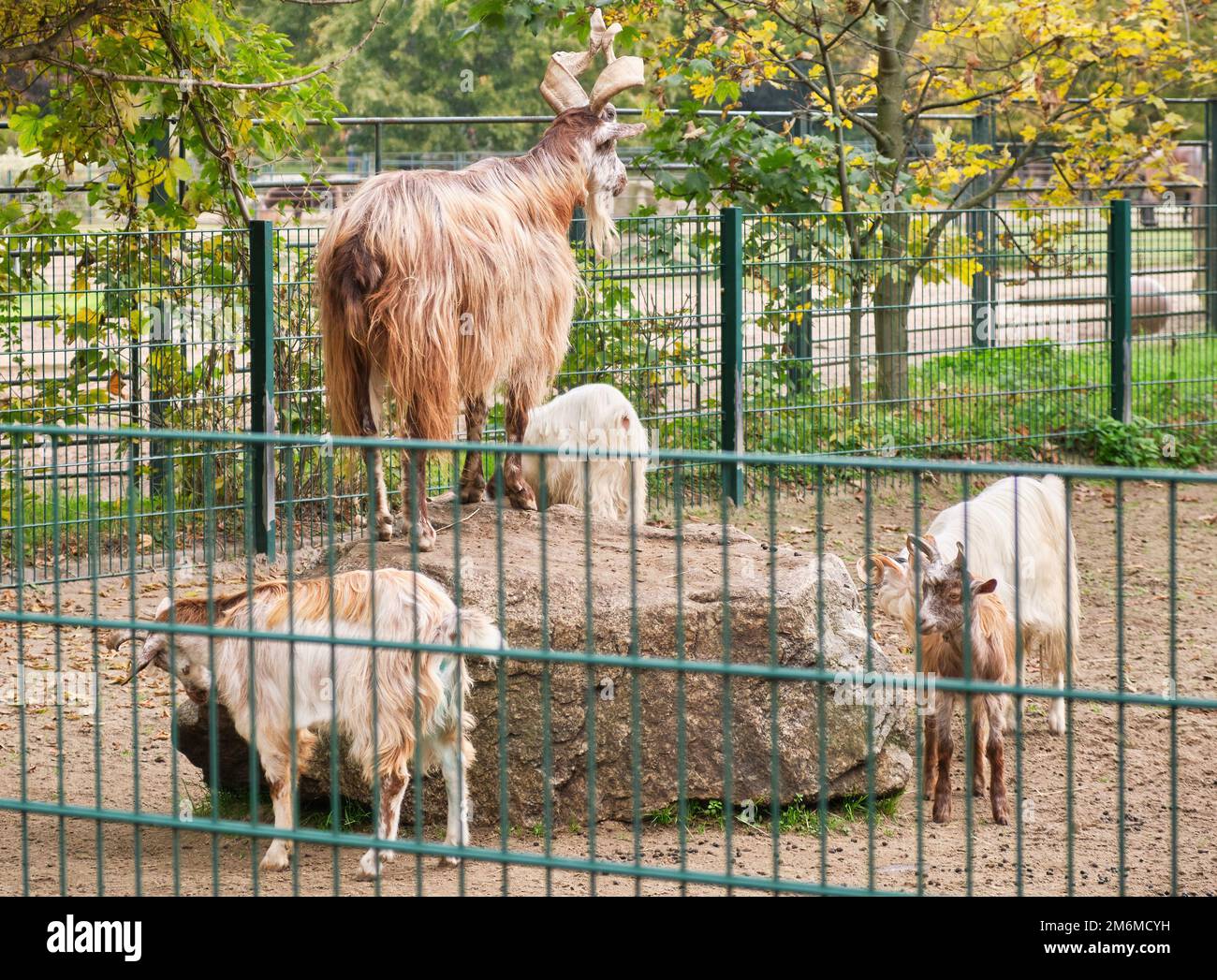 bucks wild goat standing on rock few goats around him zoo view from ...