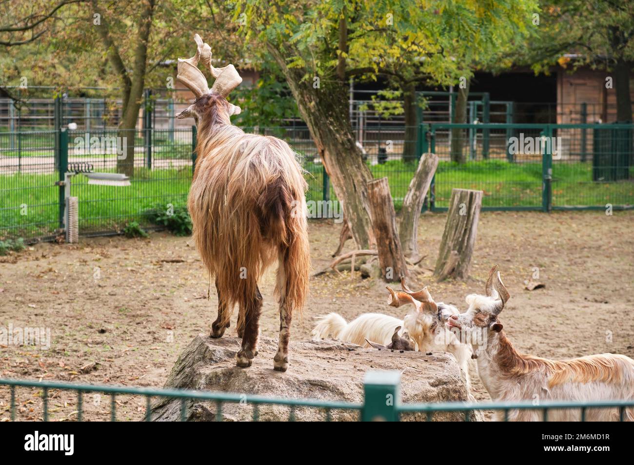 bucks wild goat standing on rock goats looking up to him zoo view from ...