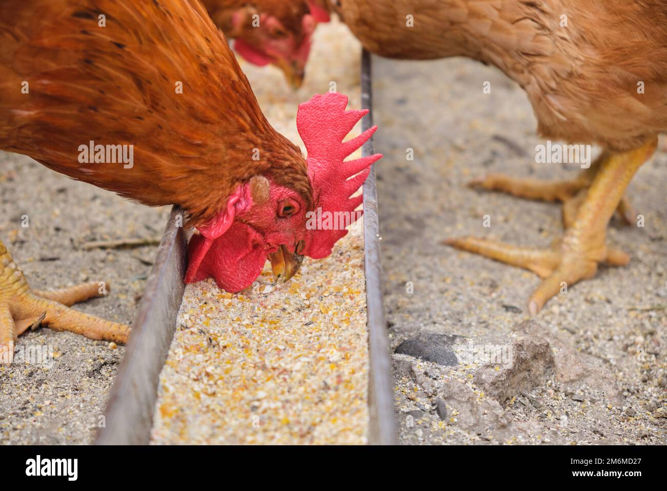 Hungry rooster hi-res stock photography and images - Alamy