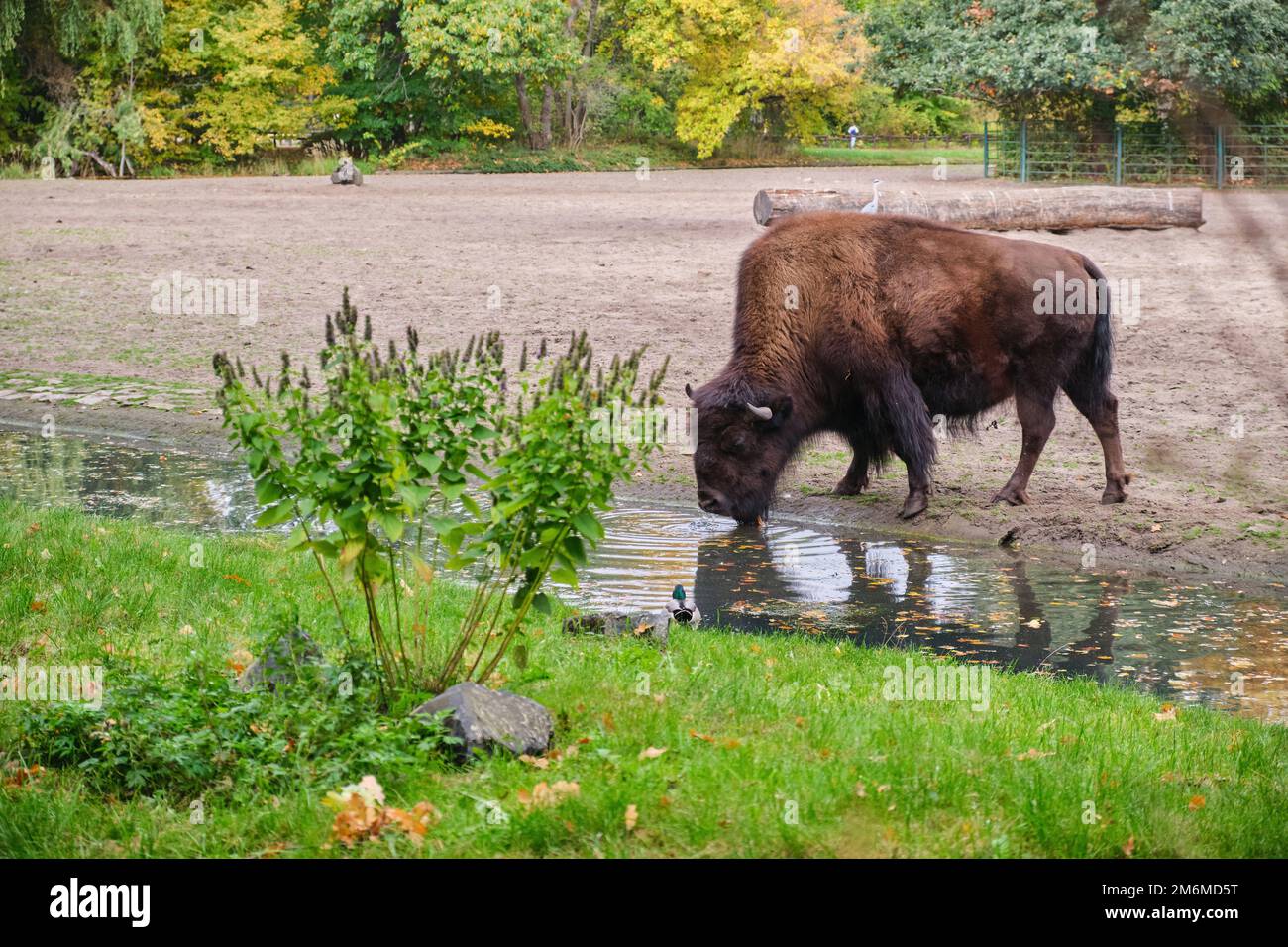 Adult Bison in open zoo park drink water from river in early autumn ...