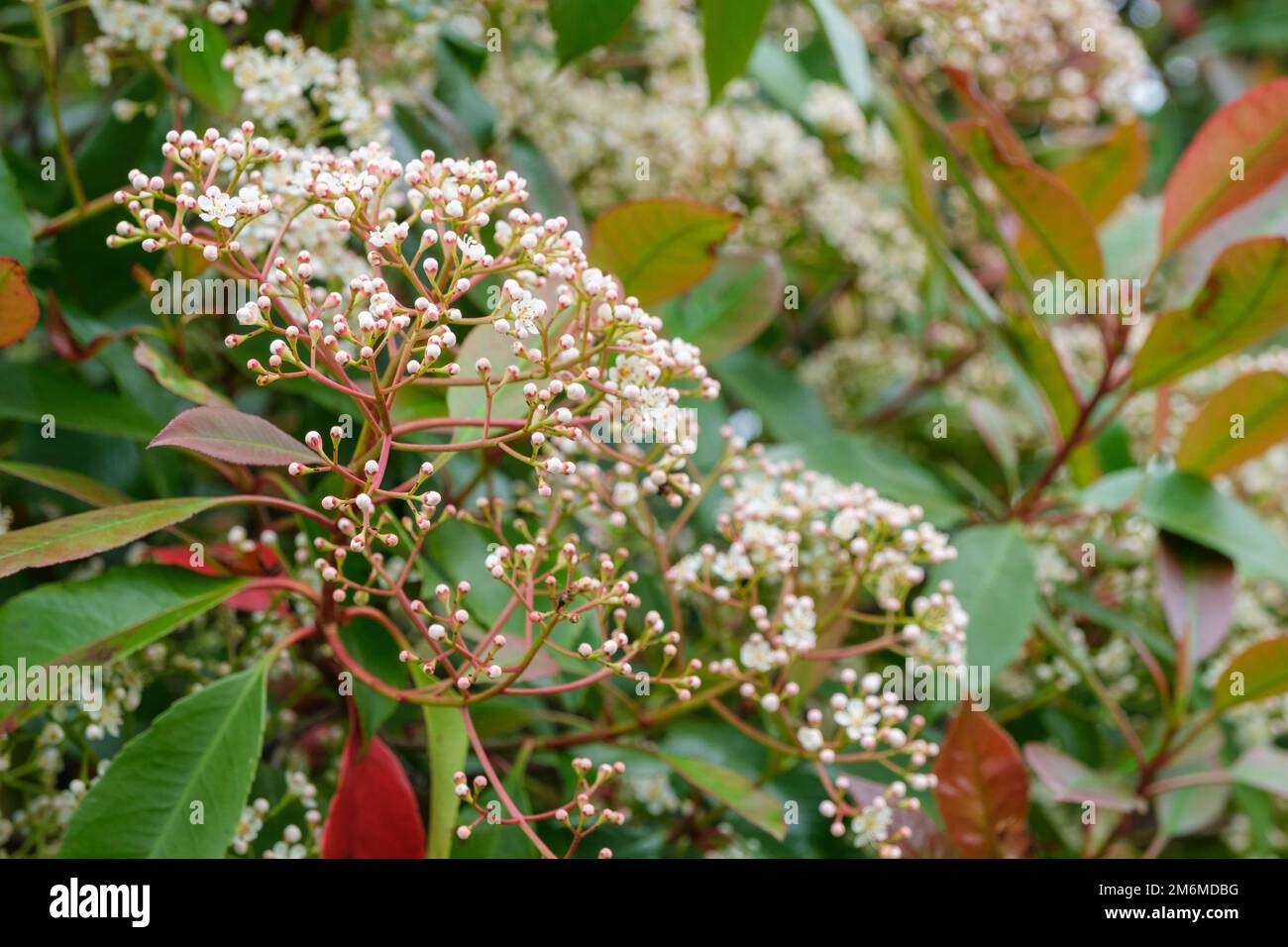 Photinia x fraseri Red Robin, red tip photinia, Christmas berry ...