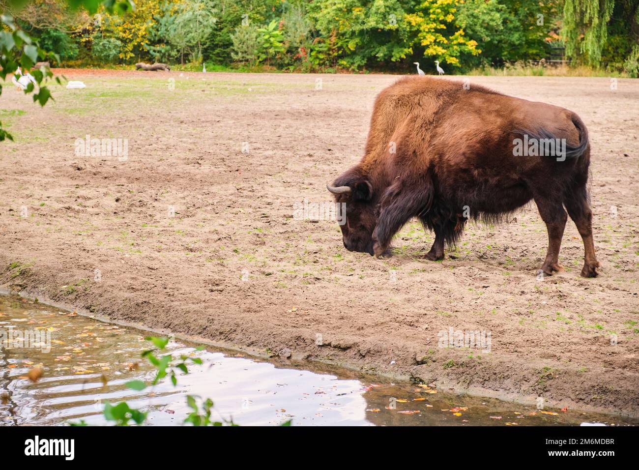 Adult Bison in open zoo park searching for feed grass on sand Stock ...