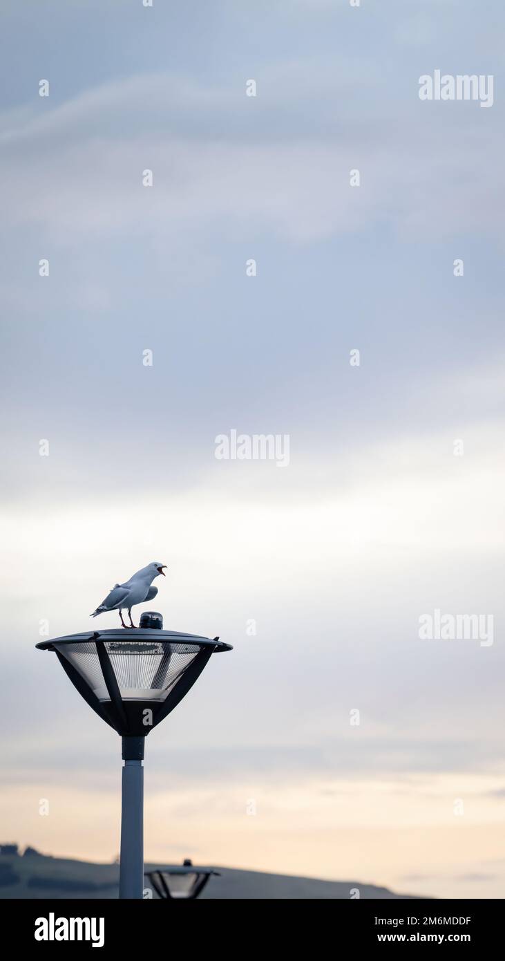 Seagull calling on top hi-res stock photography and images - Alamy