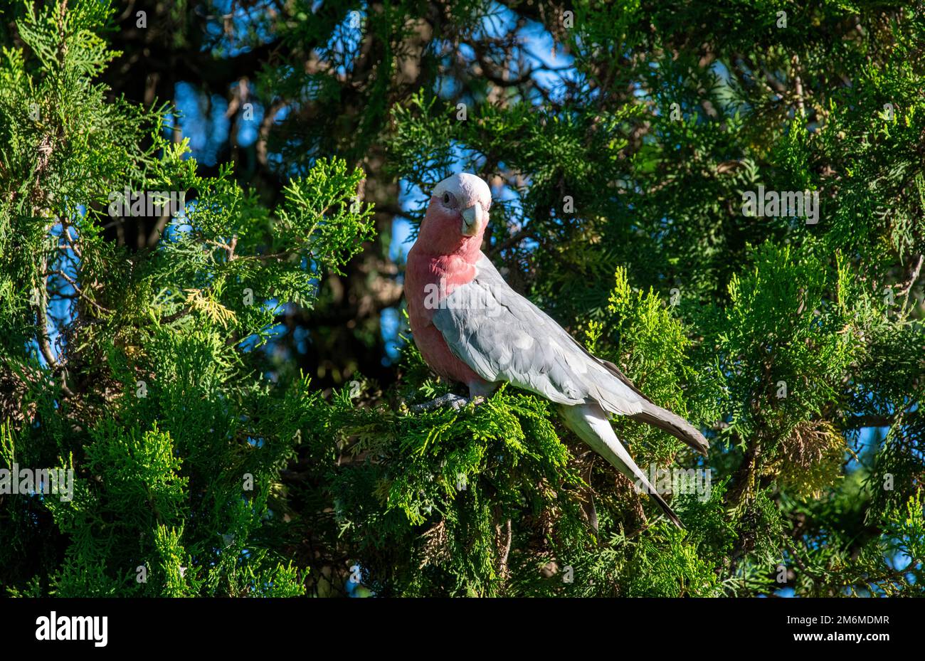 Australian Galah (Eolophus roseicapilla Stock Photo - Alamy