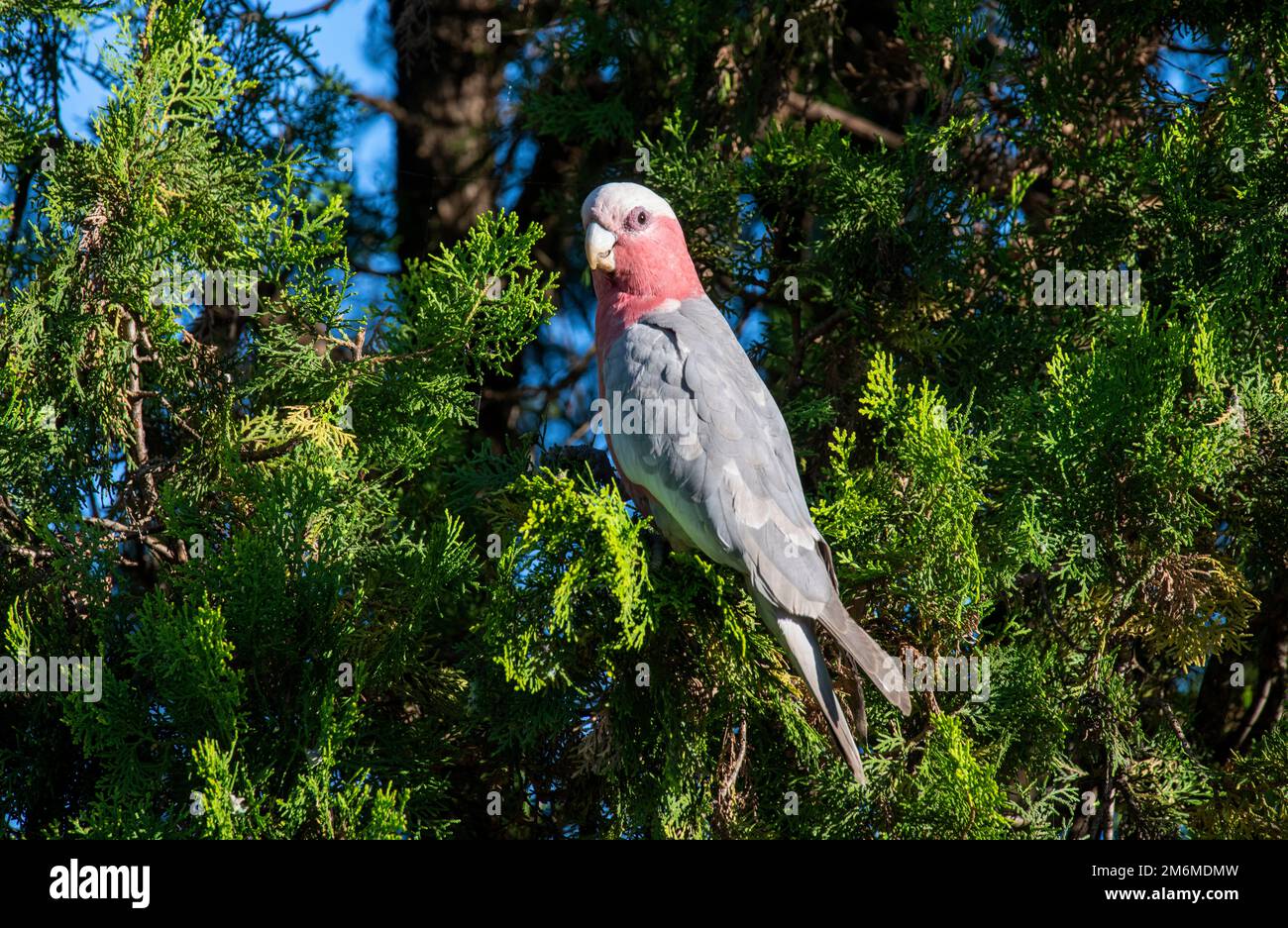 Australian Galah (Eolophus roseicapilla Stock Photo - Alamy