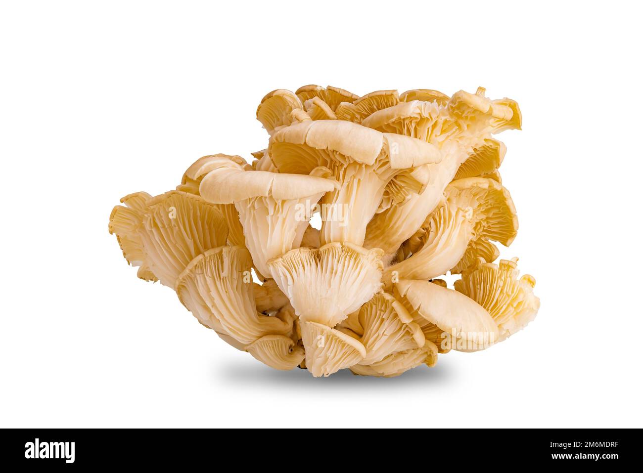 Side view cluster of natural mushroom isolated on white background ...