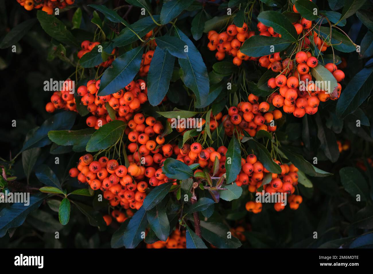 Firethorn red pyracantha berries green leaves natural seasonal fall ...