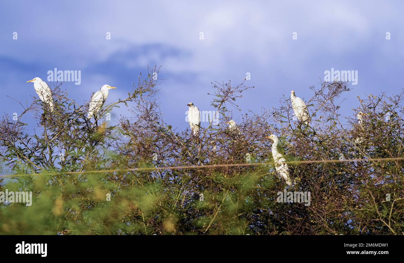 Egret birds nesting in trees, Egret birds sitting on trees in sky blue ...