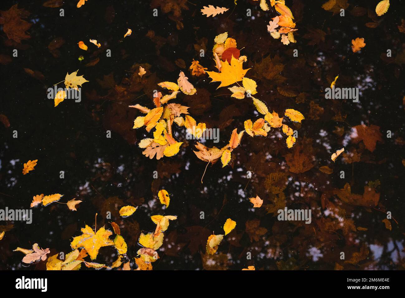 leaf reflection in water, floating autumn maple leaf. Colorful leaves in puddle Stock Photo - Alamy