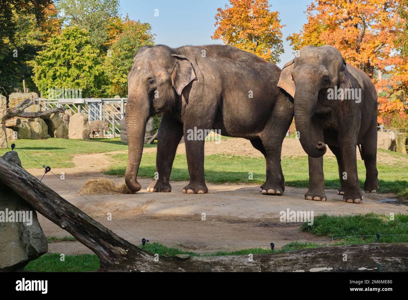 Two adult family elephants standing at the zoo Praha. feeding eat hay ...