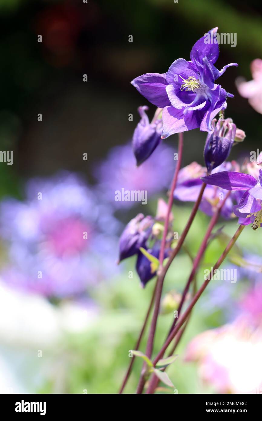 Columbine (Aquilegia spec.) - flowering plant in the natural garden ...