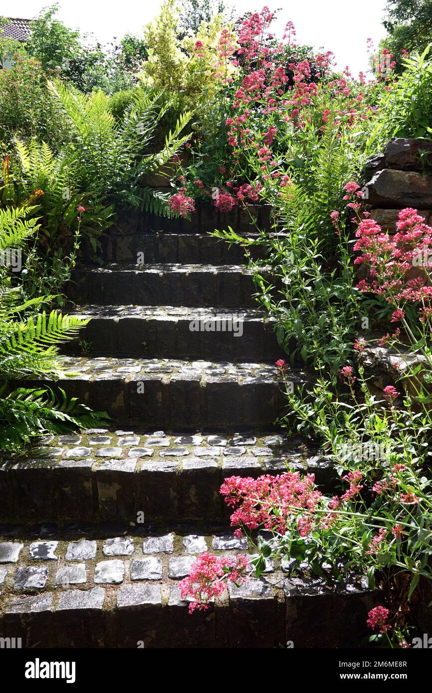 Red spur flower (Centranthus ruber) and fern on a staircase made of ...