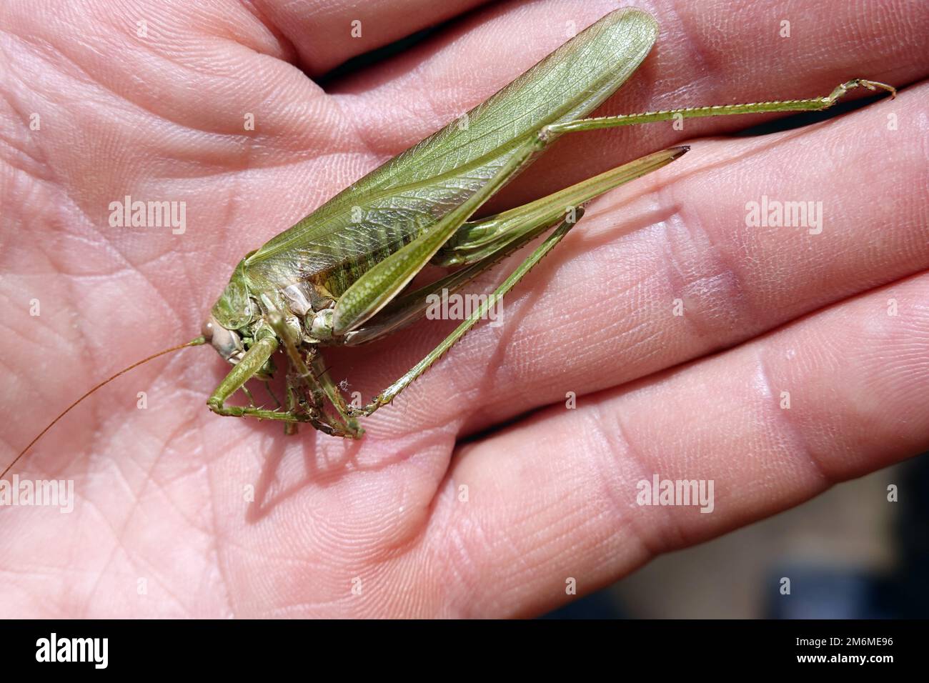 The hayseed hi-res stock photography and images - Alamy