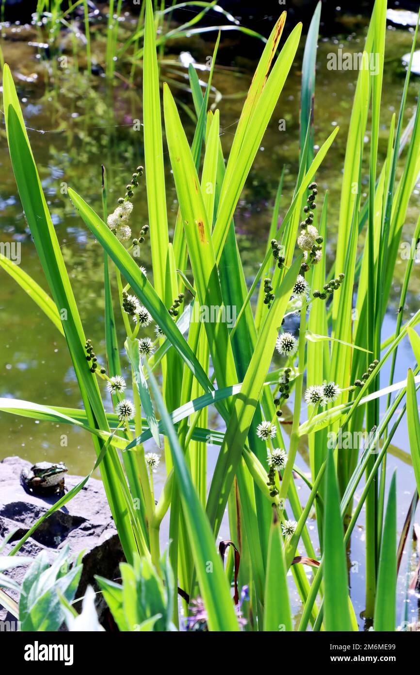 Branched hedgehog (Sparganium erectum) - flowering plant in the garden ...
