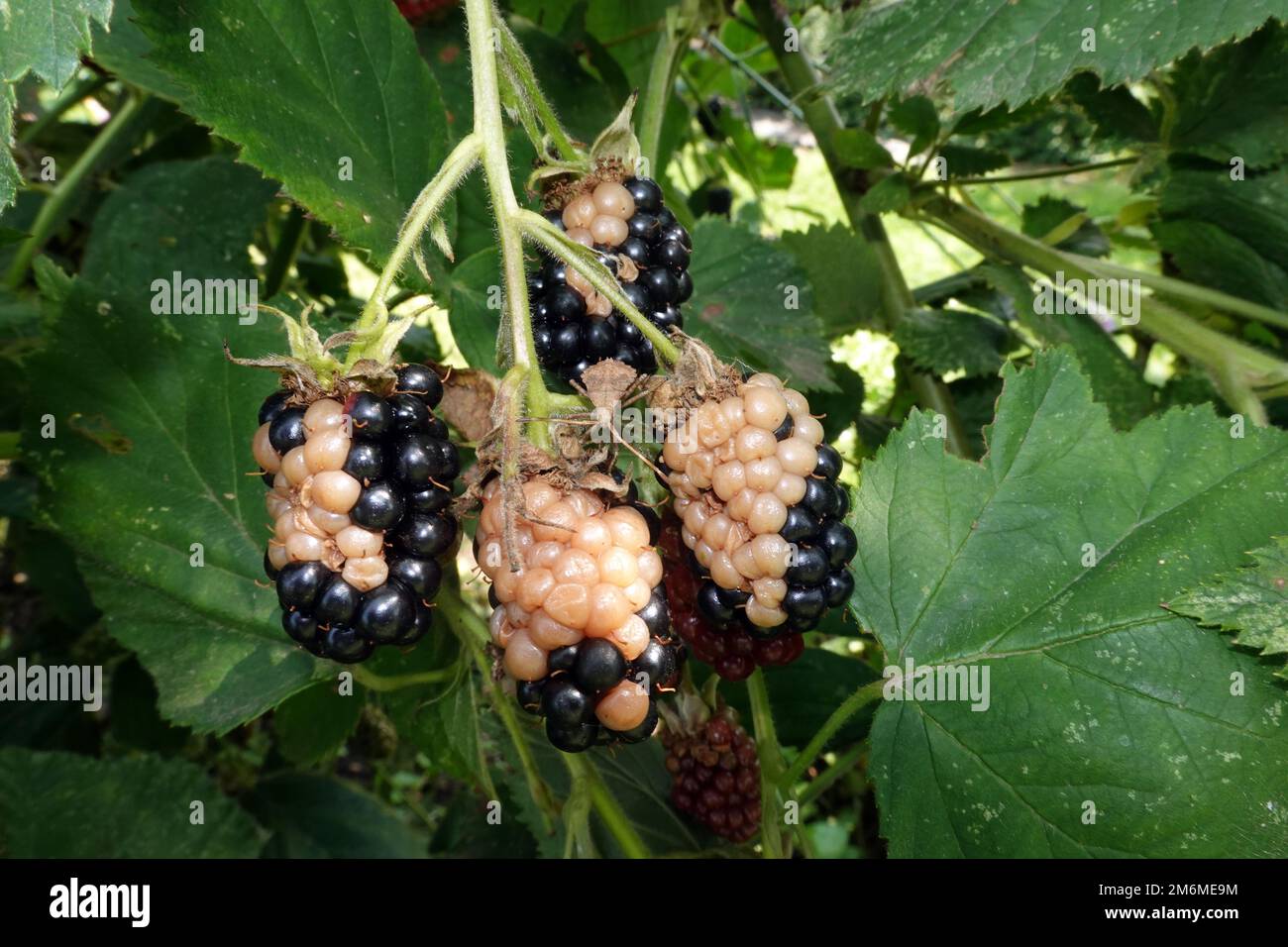 Sunburn on the fruit of a blackberry (Rubus Stock Photo - Alamy