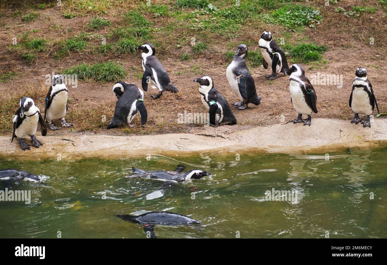 African penguins group hi-res stock photography and images - Alamy