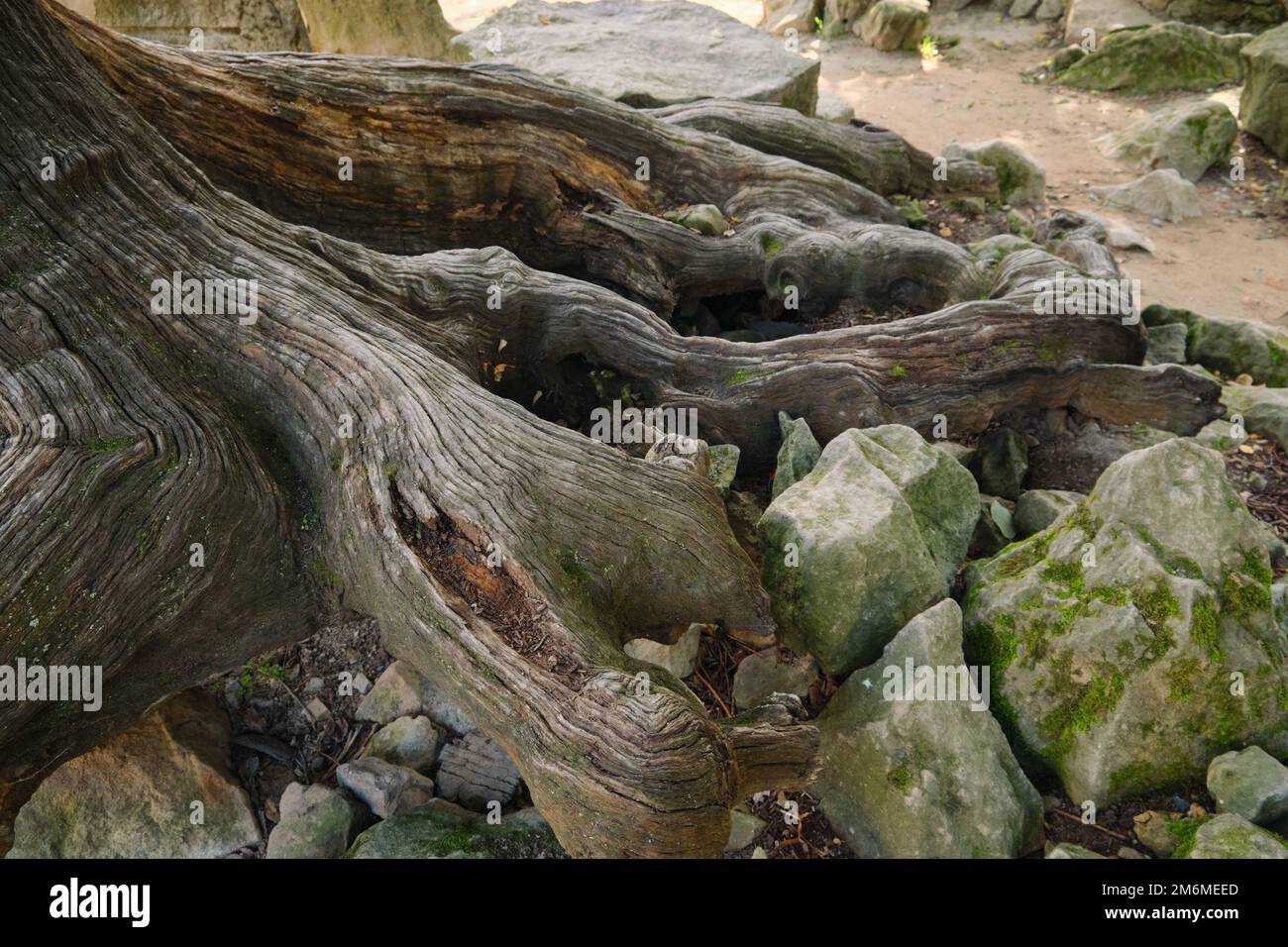 big old tree death roots between rocks stone survival concept Stock ...