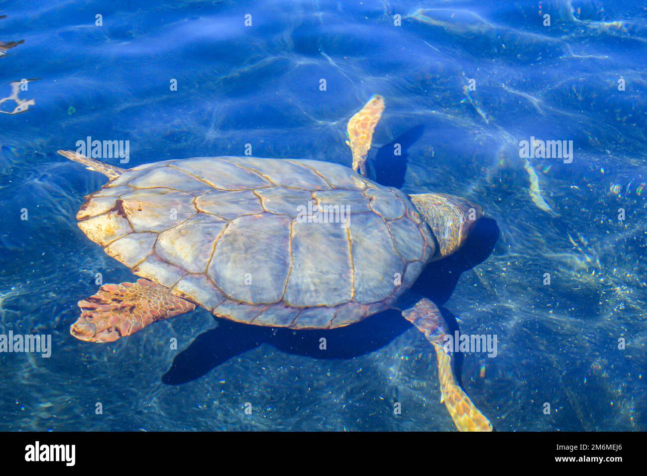Sea turtle in blue ocean water hi-res stock photography and images - Alamy