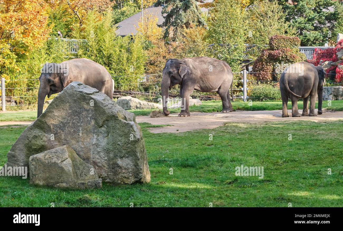 adult family and baby elephants standing at the zoo Praha feeding eat ...