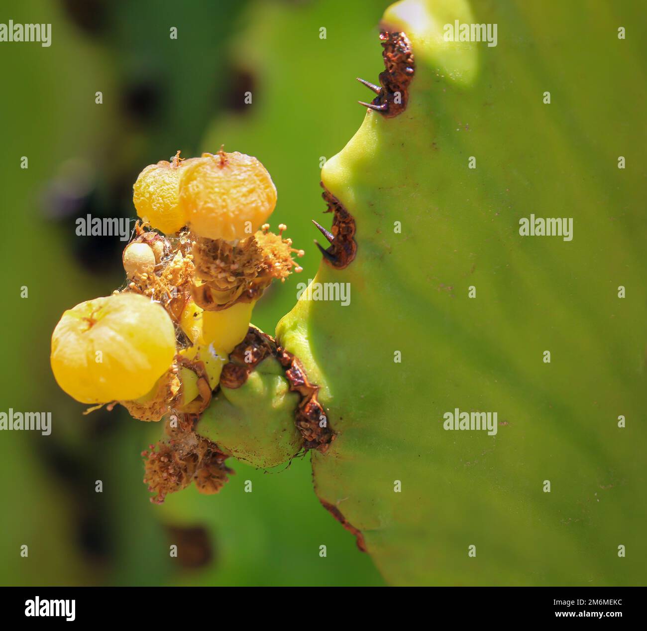 Cursed crown hi-res stock photography and images - Alamy