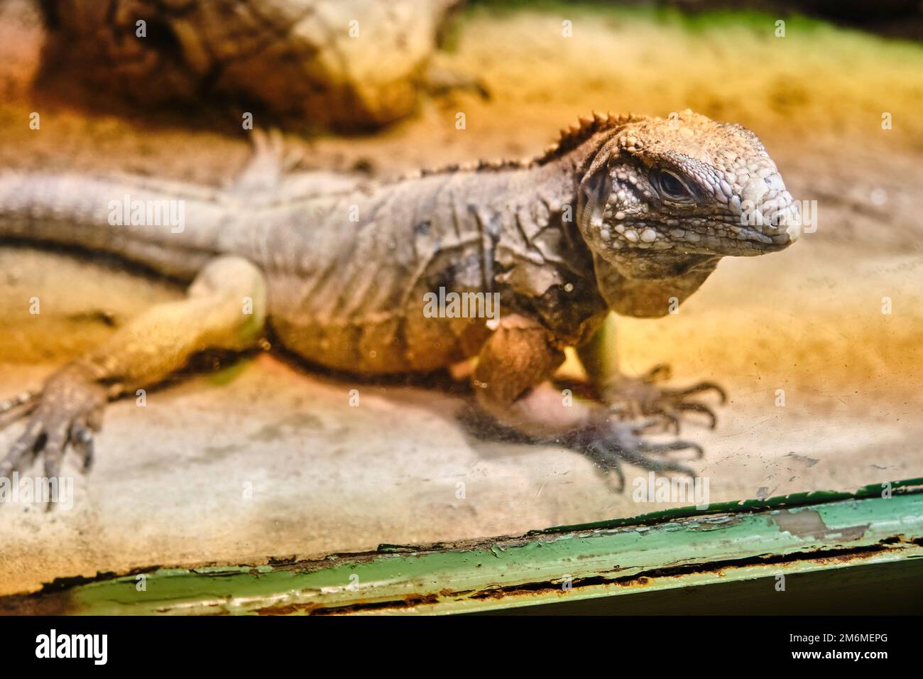 iguana zoo Reptile animal close up through protective glass looking ...