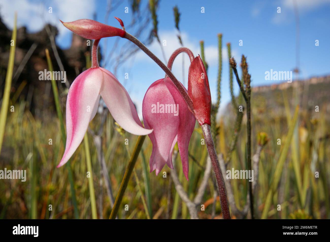 Flower of the carnivorous pitcher plant Heliamphora pulchella, Amuri ...