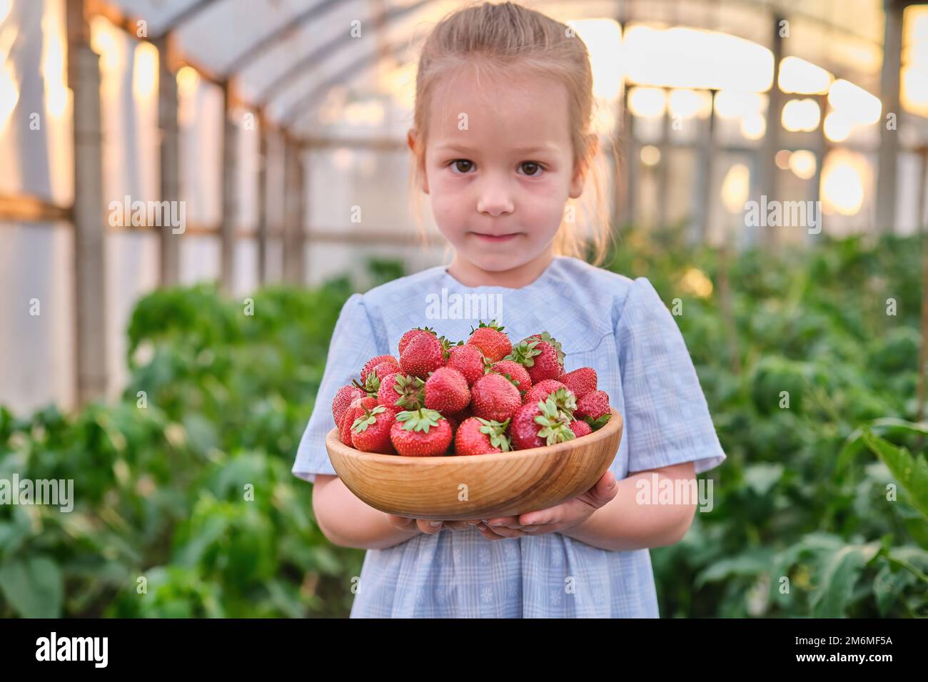 Children greenhouse strawberry hi-res stock photography and images - Alamy