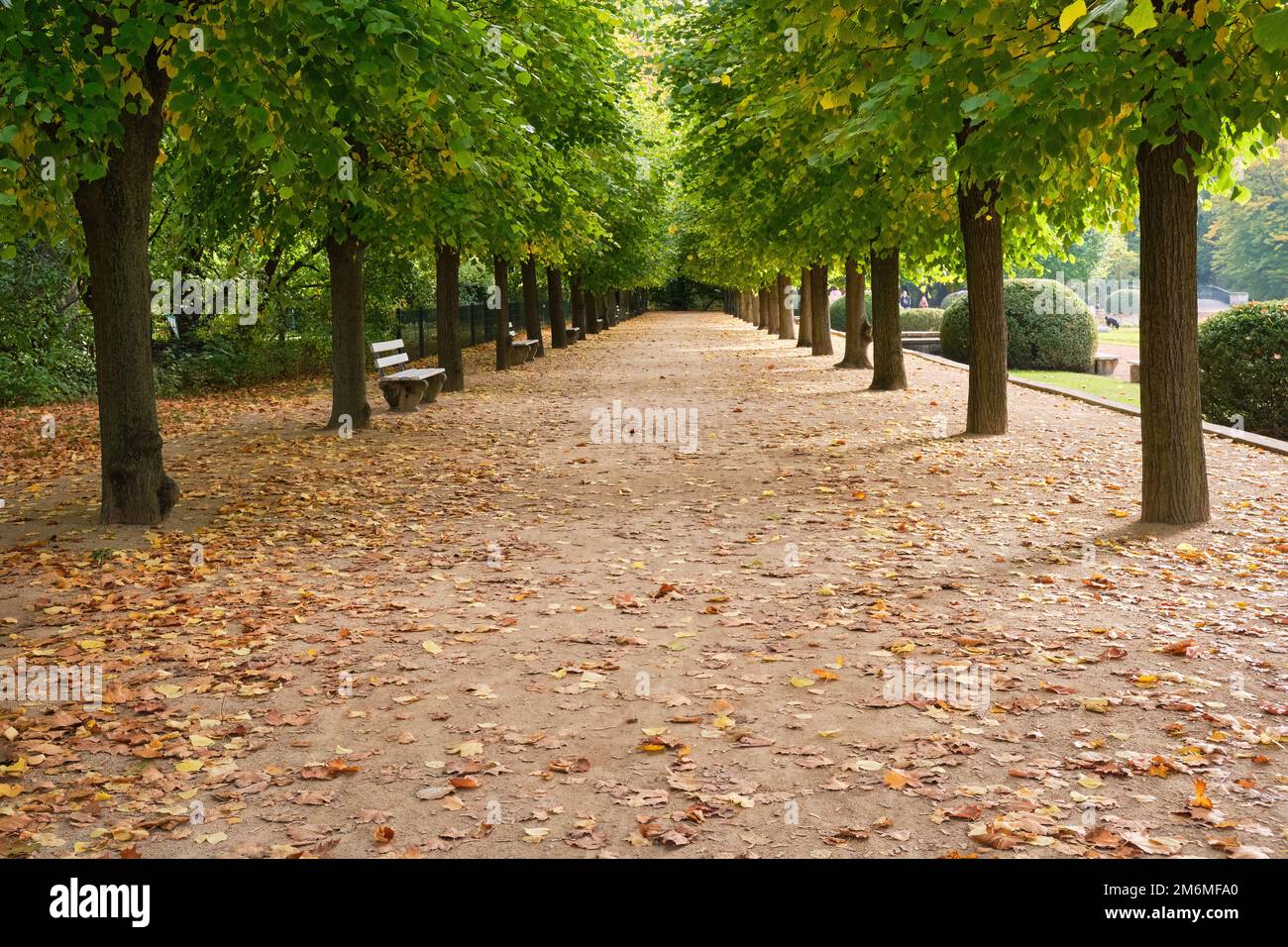 Empty Pathway alley covered by Foliage trees in autumn park Stock Photo ...