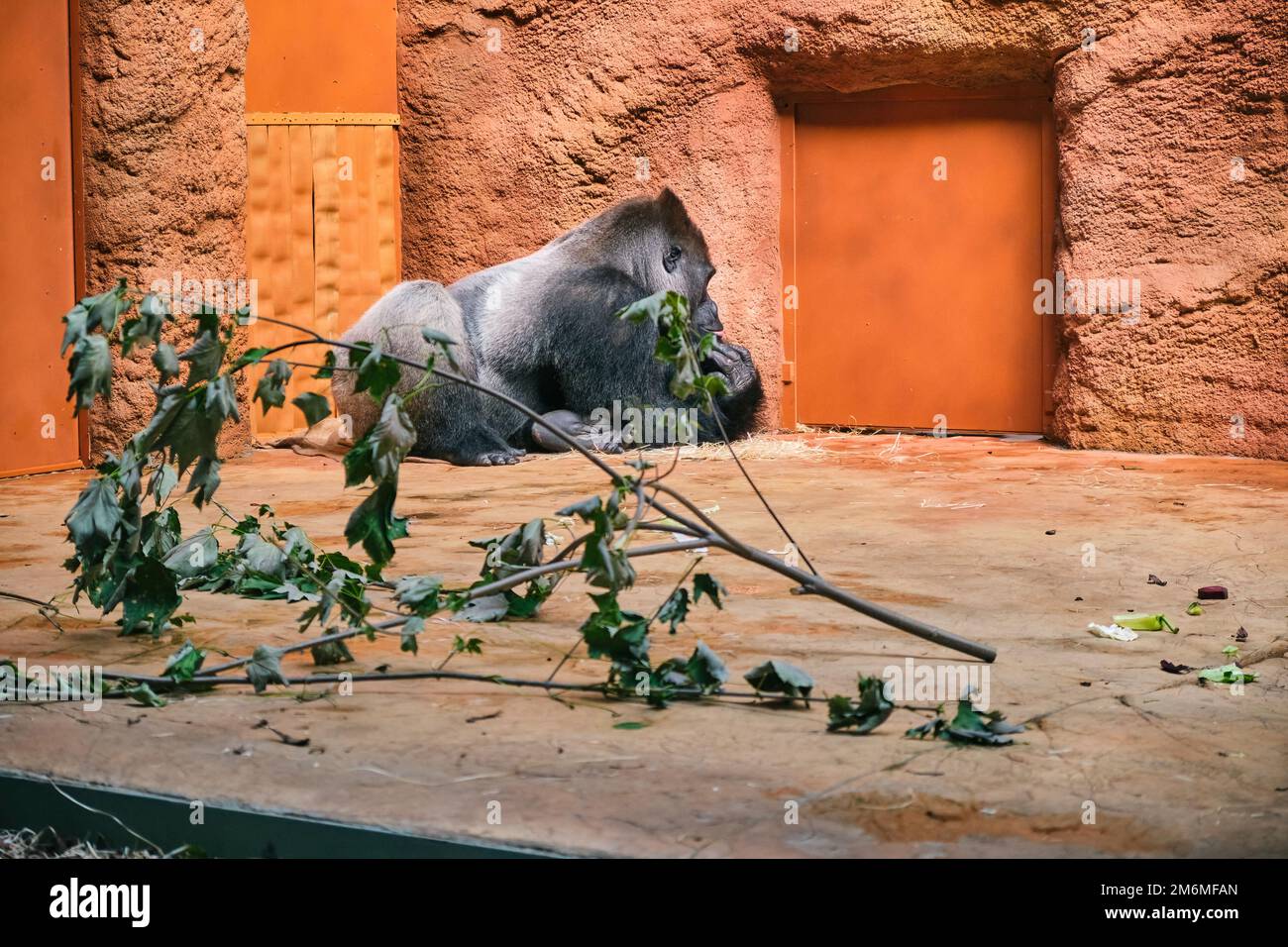 grey back Adult Strong Gorilla sad sits with back against visitors zoo ...