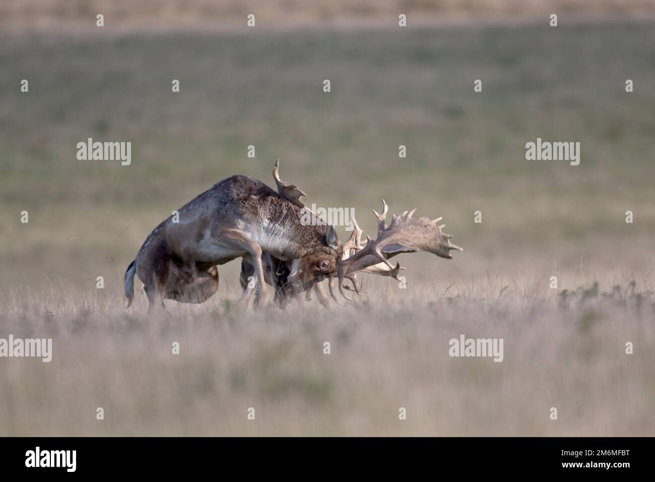 Fallow Deer bucks fighting Stock Photo - Alamy