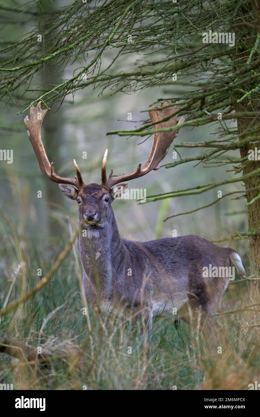 Fallow Deer buck in Northern Germany Stock Photo - Alamy