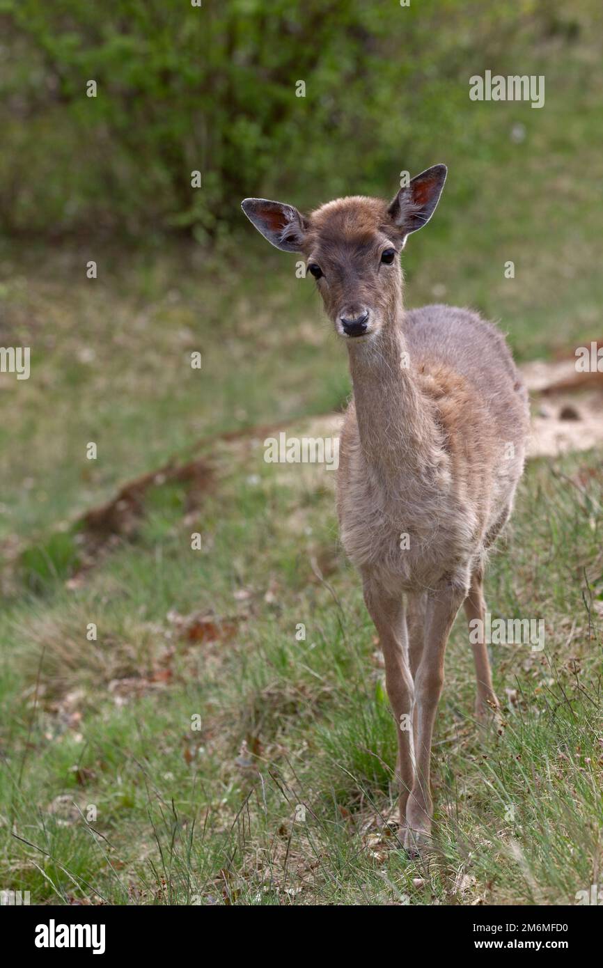 Spring deer hi-res stock photography and images - Alamy