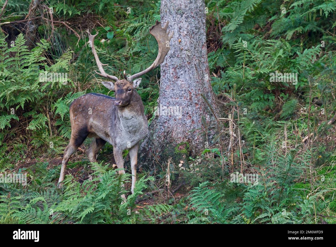 Fallow Deer buck in the rut / Dama dama Stock Photo - Alamy