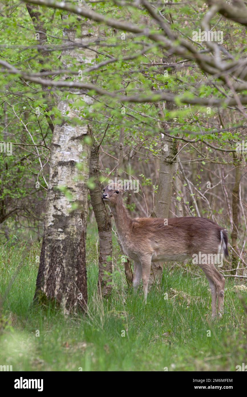 Spring deer hi-res stock photography and images - Alamy