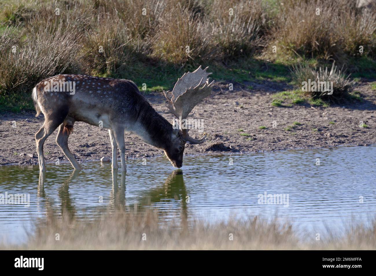 Fallow Deer buck drinks water in a pond / Dama dama Stock Photo - Alamy