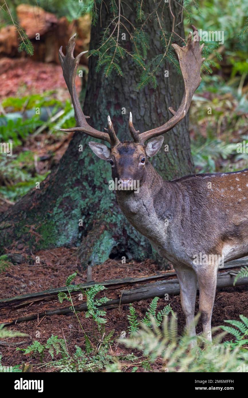 Portrait from a Fallow Deer buck Stock Photo - Alamy