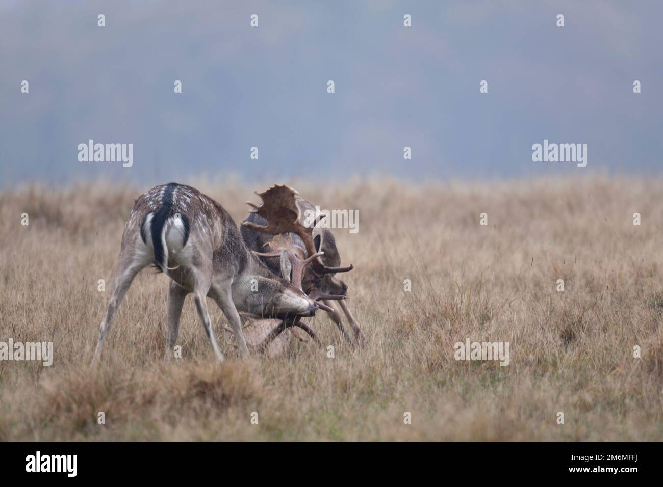 Fallow Deer bucks fighting Stock Photo - Alamy