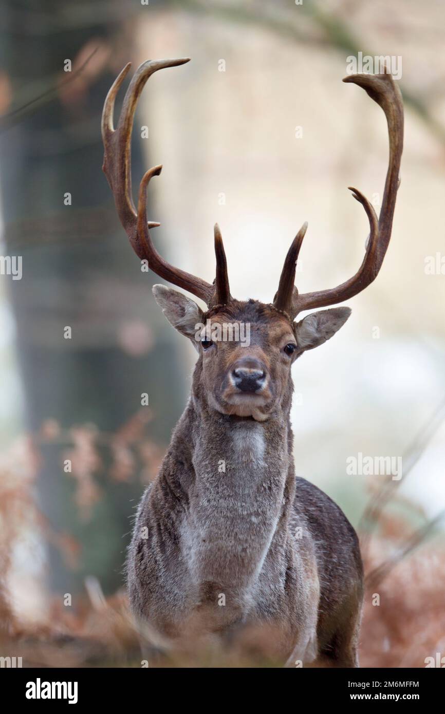 Fallow Deer buck in portrait Stock Photo - Alamy