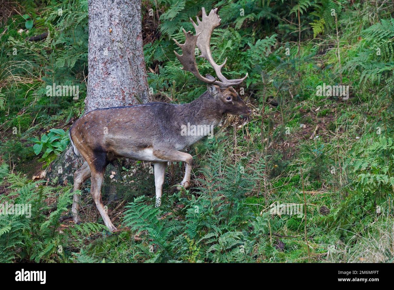 Fallow Deer buck in the rut / Dama dama Stock Photo - Alamy