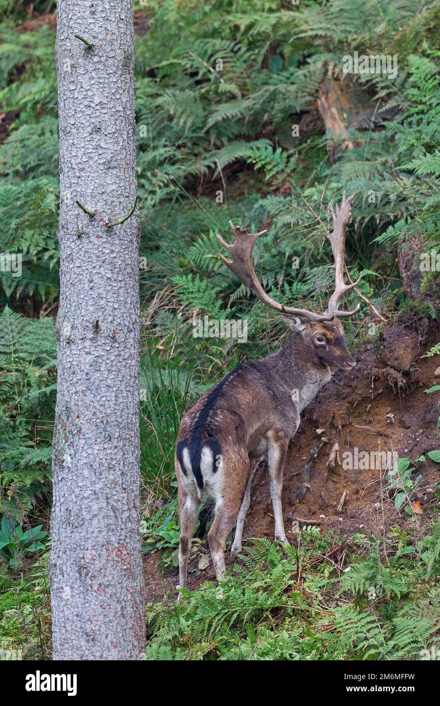 Fallow Deer buck in the rut / Dama dama Stock Photo - Alamy