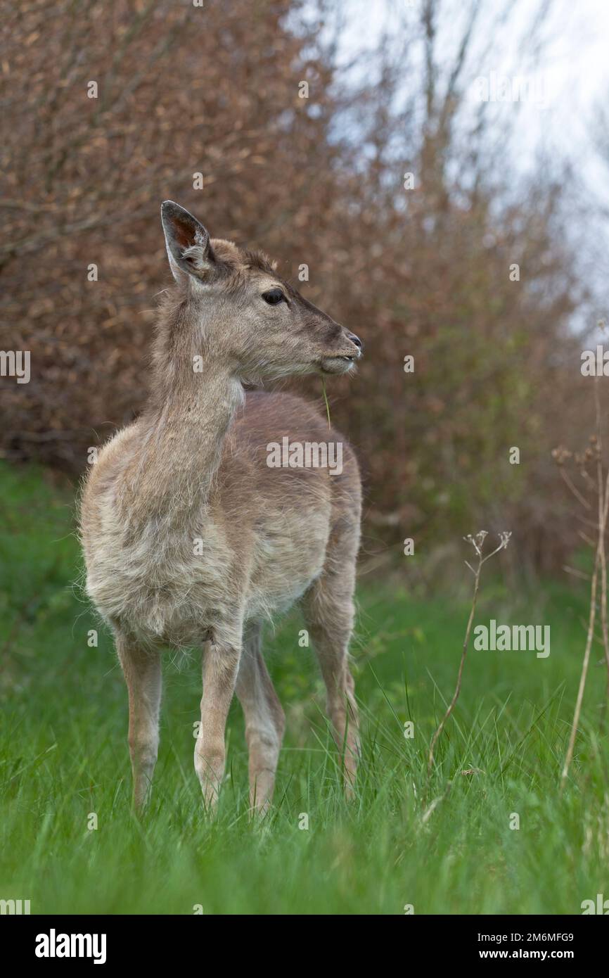 Spring deer hi-res stock photography and images - Alamy