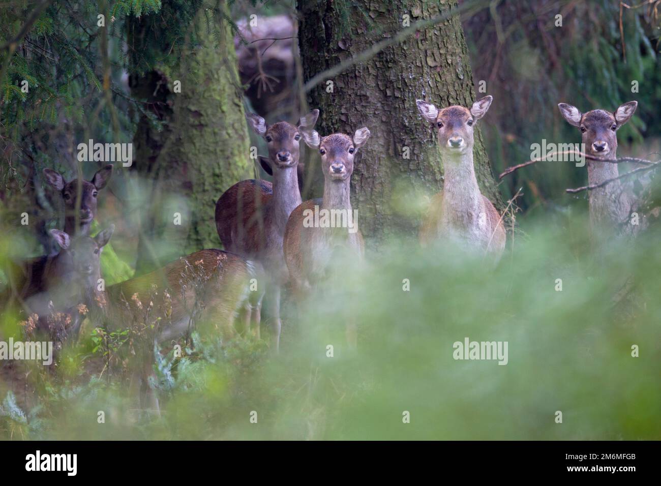 Fallow Deer does and fawns Stock Photo - Alamy