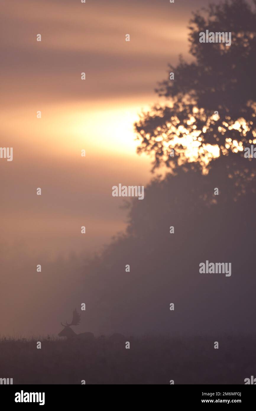 Buck at sunset hi-res stock photography and images - Alamy