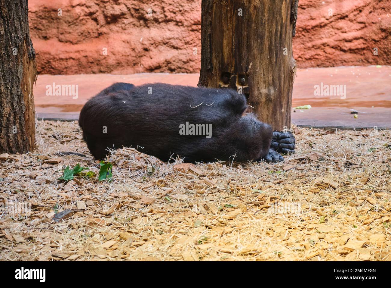 Adult male gorilla lying in Prague Zoo sleeping resting gorilla back to ...