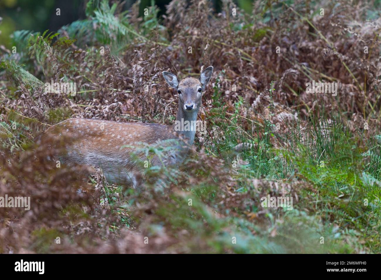 Fallow Deer doe in fern thicket Stock Photo - Alamy