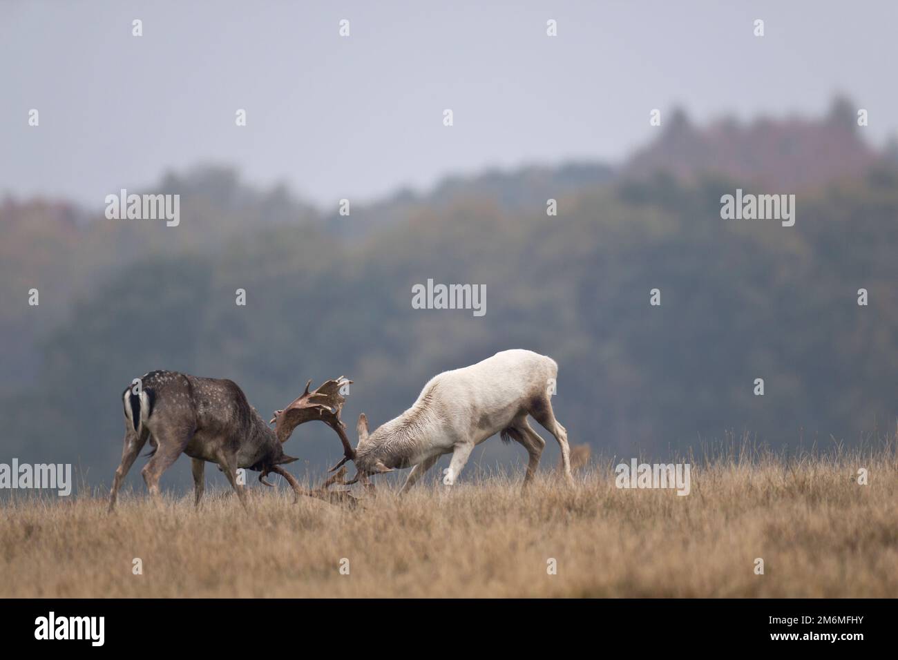 Fallow Deer bucks fighting Stock Photo - Alamy